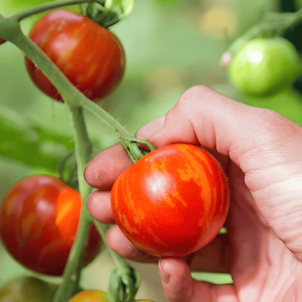 Tomato 'Tigerella' Heirloom Seeds - Little Veggie Patch Co – Backyard ...