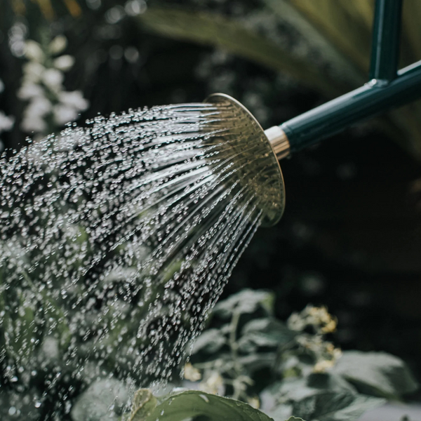 Haws Bearwood Brook General Purpose Rose – Backyard Botanist