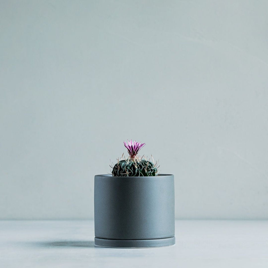 Pots & Planters | Shop Our Range of Stylish Plant Pots – Backyard Botanist