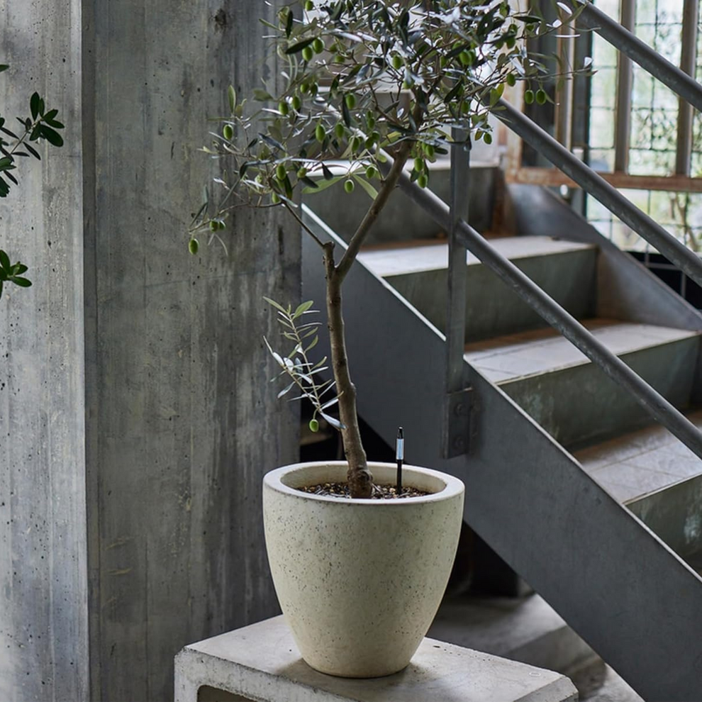 Sustee 'Aquameter' Plant Watering Guide – Backyard Botanist