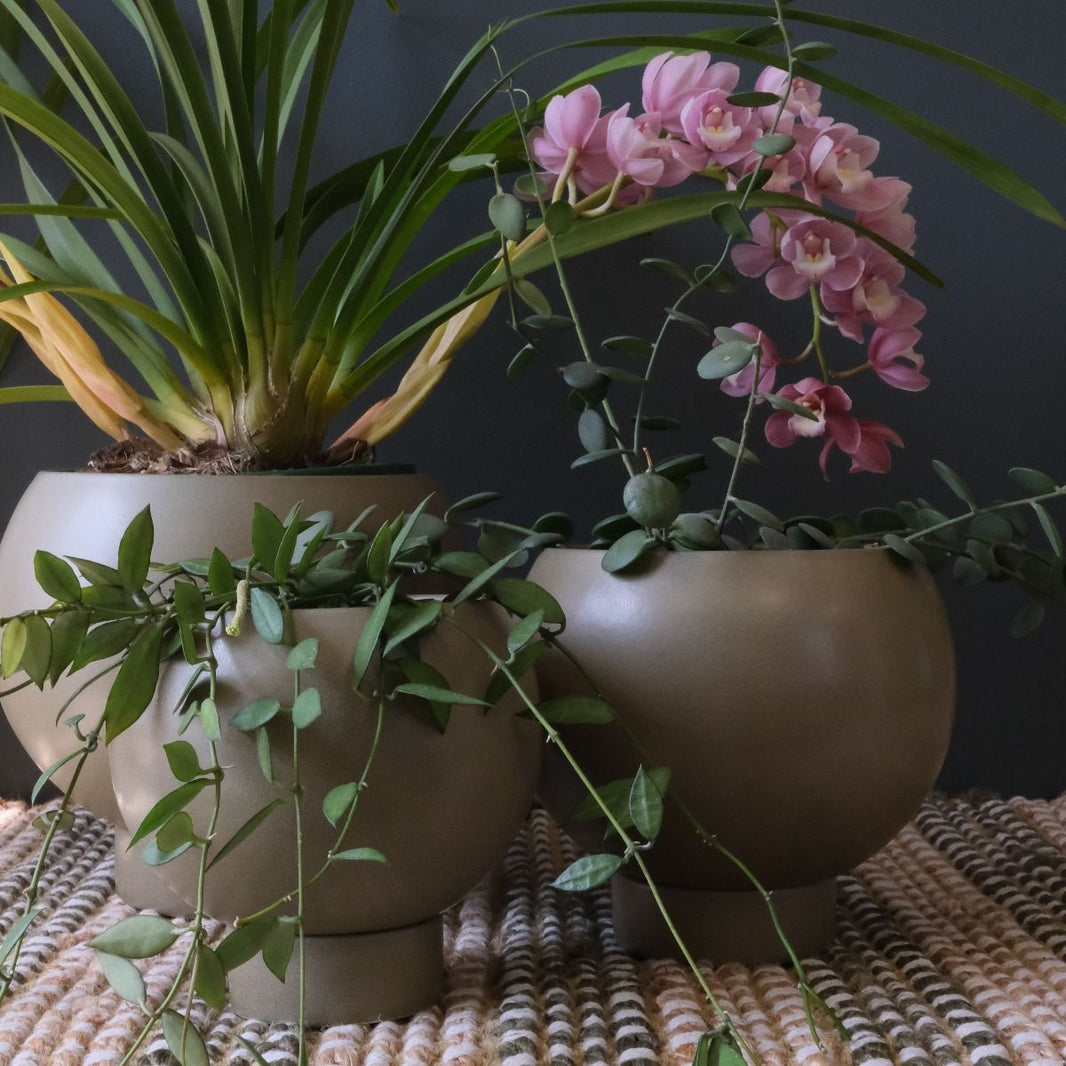Pots & Planters | Shop Our Range of Stylish Plant Pots – Backyard Botanist